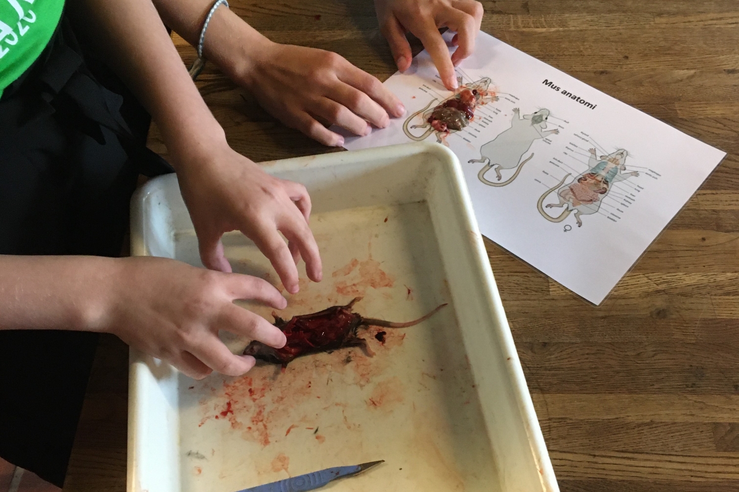 Dissektion af mus - musens liv og død | KLC Viborg