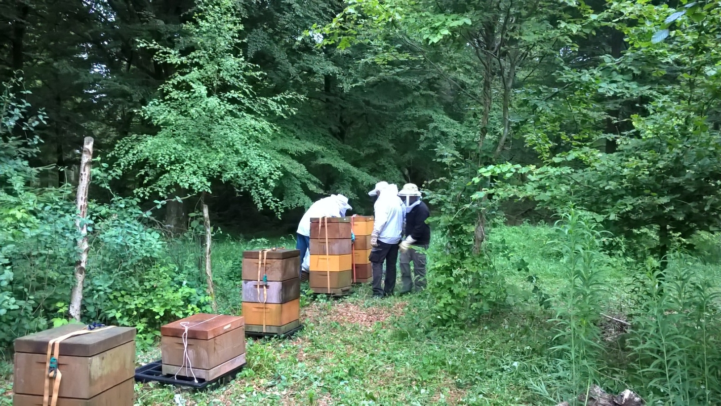 Bier og biavl på Hald | KLC Viborg